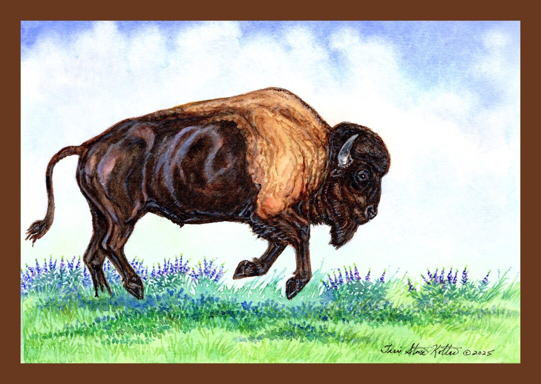 American Bison (box of 5ea - 5x7 Inch Greeting Cards) - Etsy