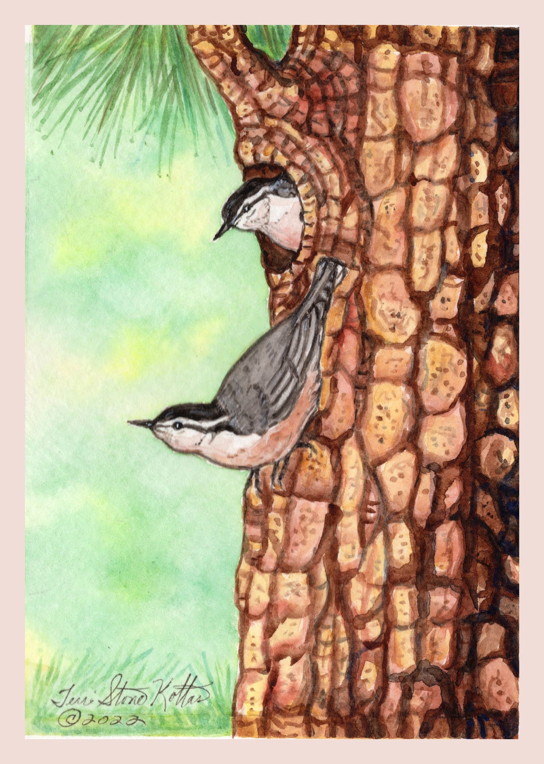 Red-breasted Nuthatches box of 5 or 10 Greeting Cards - Etsy UK