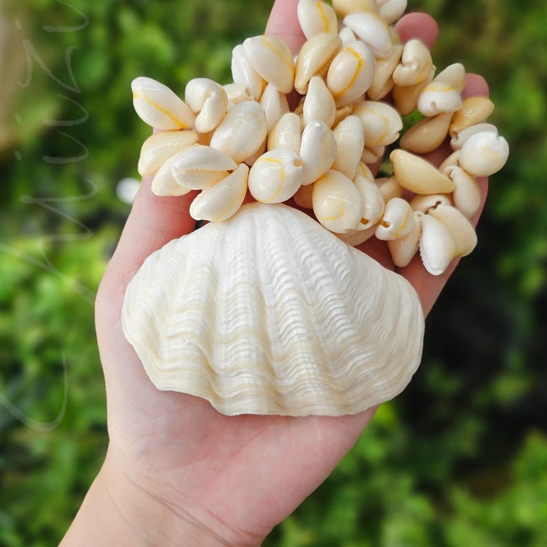 Chunky Clam Shell and Cowries Statement Necklace - Etsy