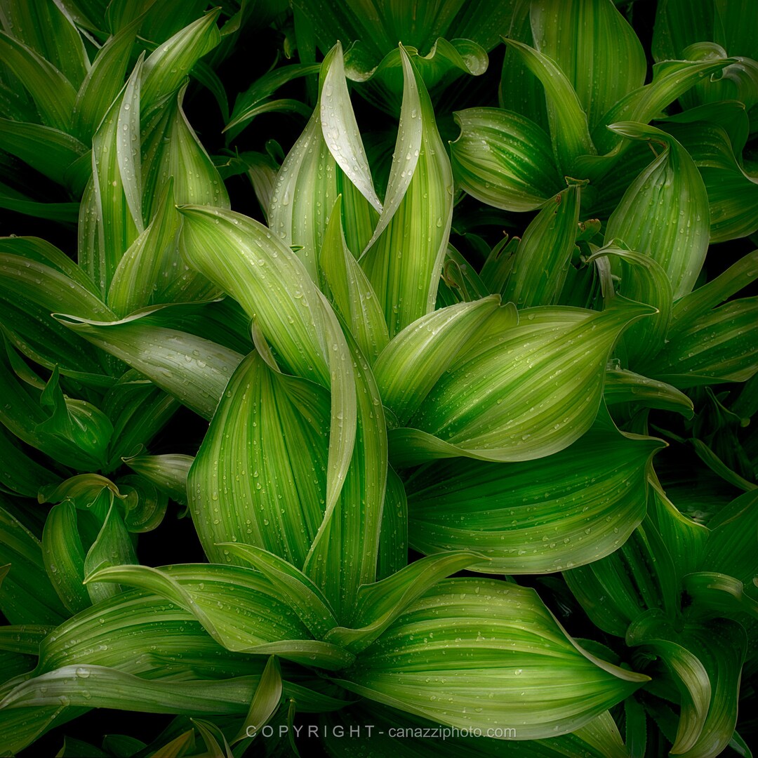 Hostas / Color Photograph, Fine Art, Wall Art Print, Color Leaf ...