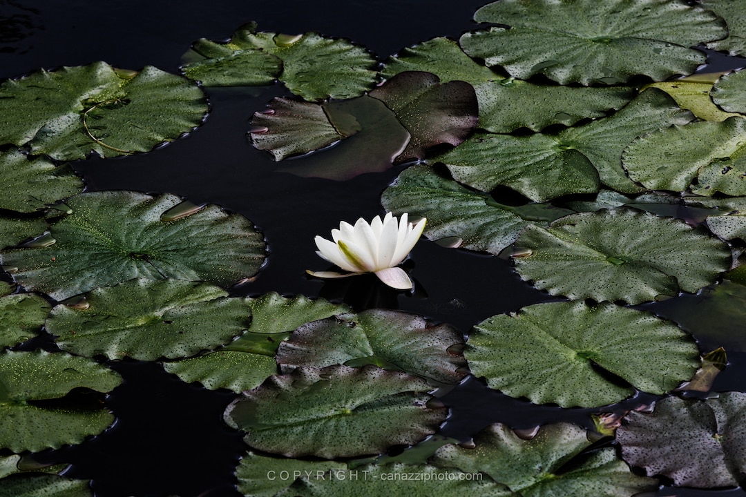 Shy Lily / Color Photograph, Fine Art, Wall Art Print, Lily Photograph ...