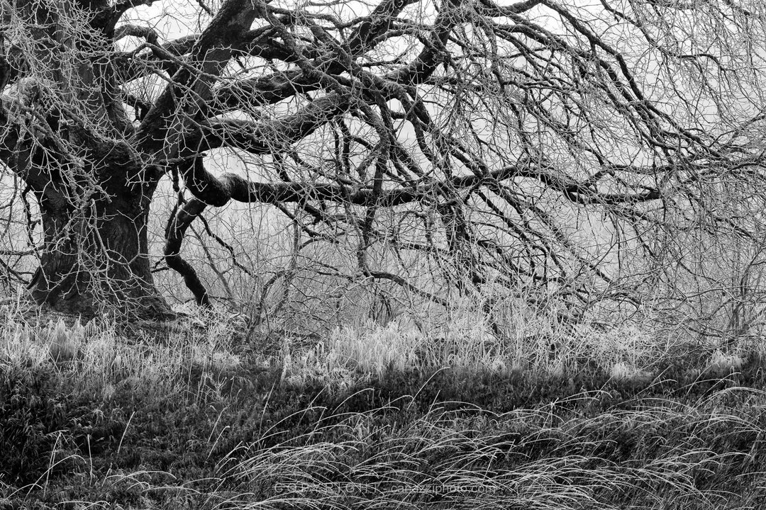 Tree of Mystery / Landscape Black and White Photograph, Fine Art ...