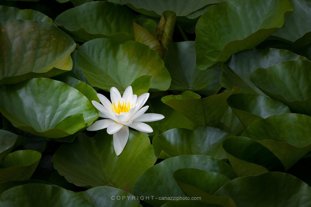 Lily Pads / Color Photograph, Fine Art, Wall Art Print, Color Nature ...