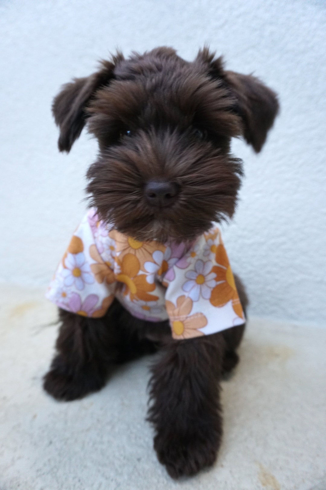 Groovy 70s Pastel Floral Dog Crop Top - Etsy