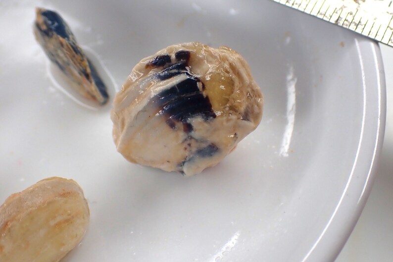 Opalized Freshwater Mussel Shell Fossils - 5pc - 89.02ct - Etsy Australia