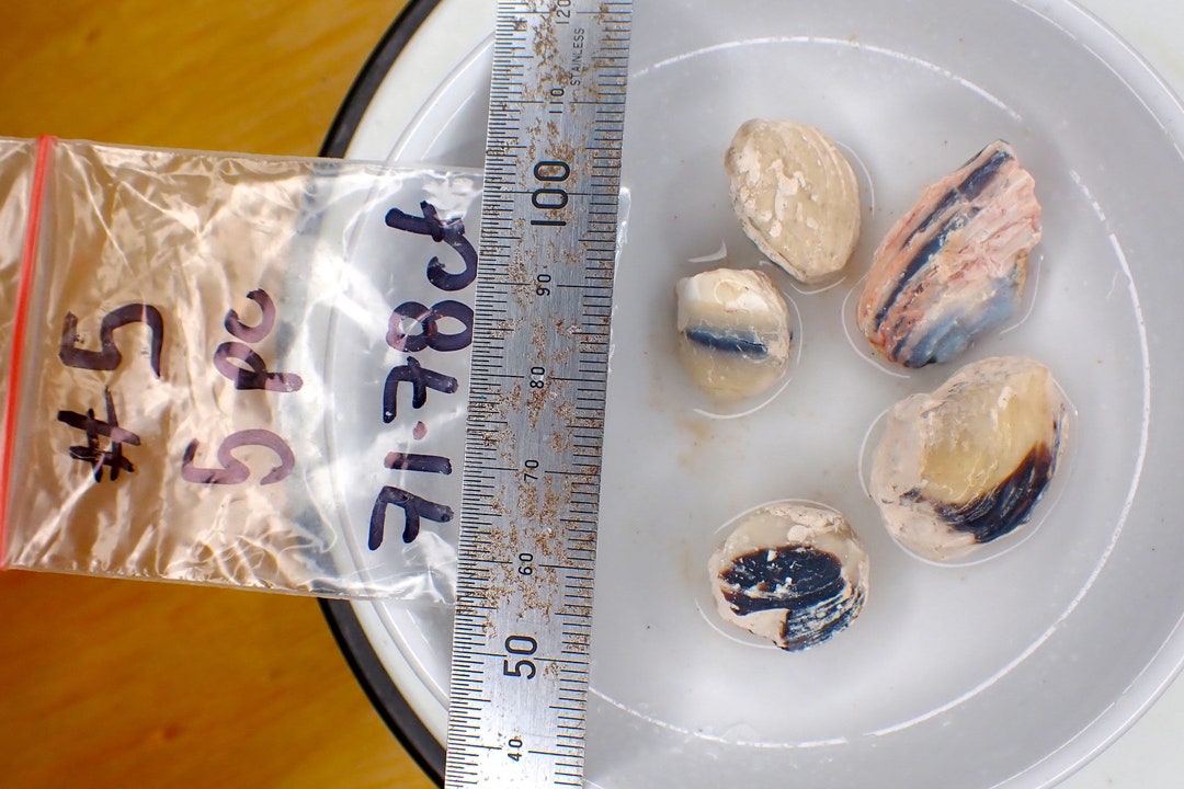 Opalized Freshwater Mussel Shell Fossils - 5pc - 71.78ct - Etsy