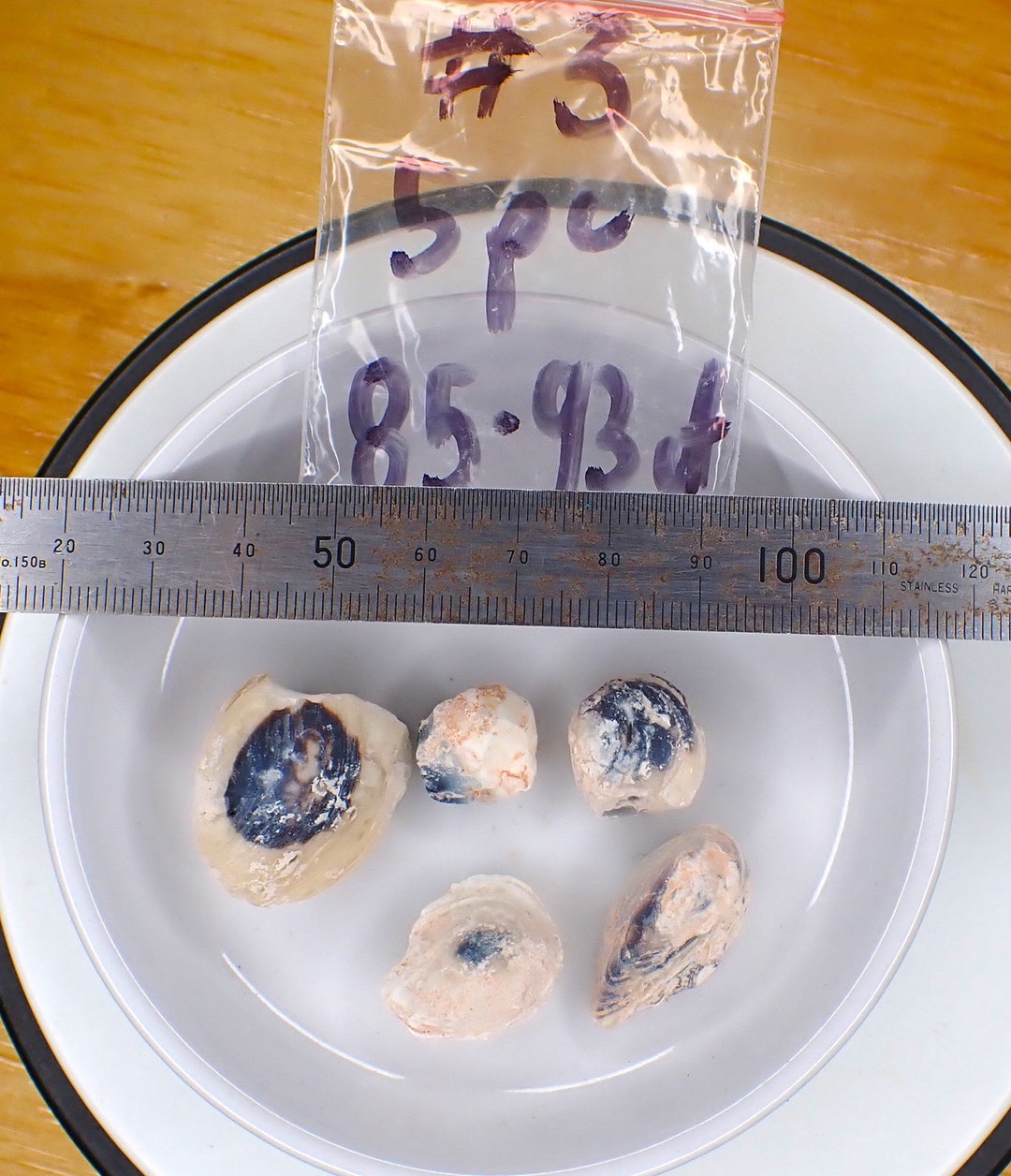 Opalized Freshwater Mussel Shell Fossils - 5pc - 85.93ct - Etsy