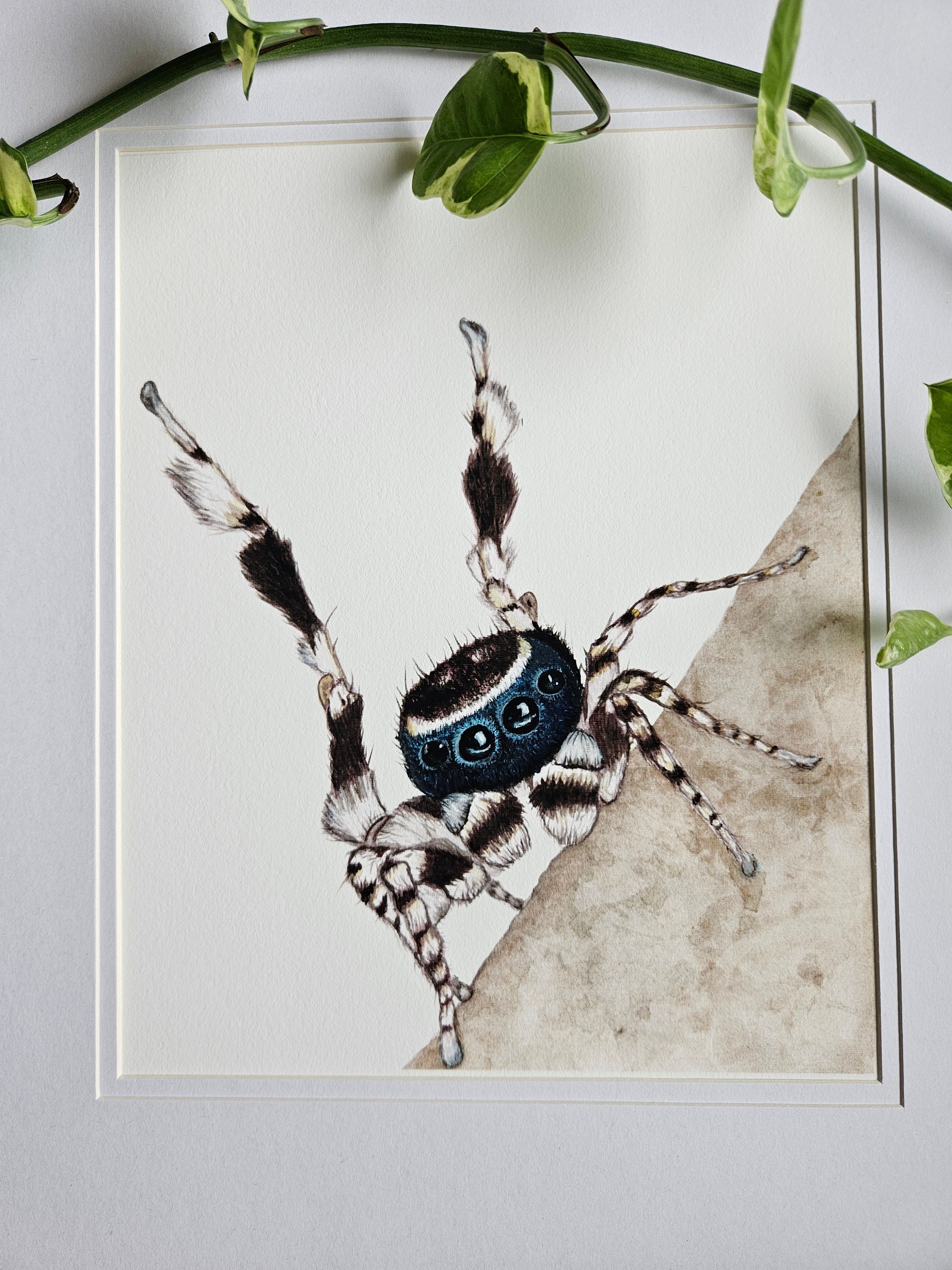 Maratus Personatus Australian Native Peacock Spider Watercolour Print ...