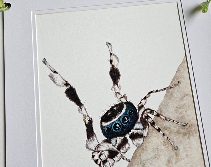 Maratus Personatus Australian Native Peacock Spider Watercolour Print ...
