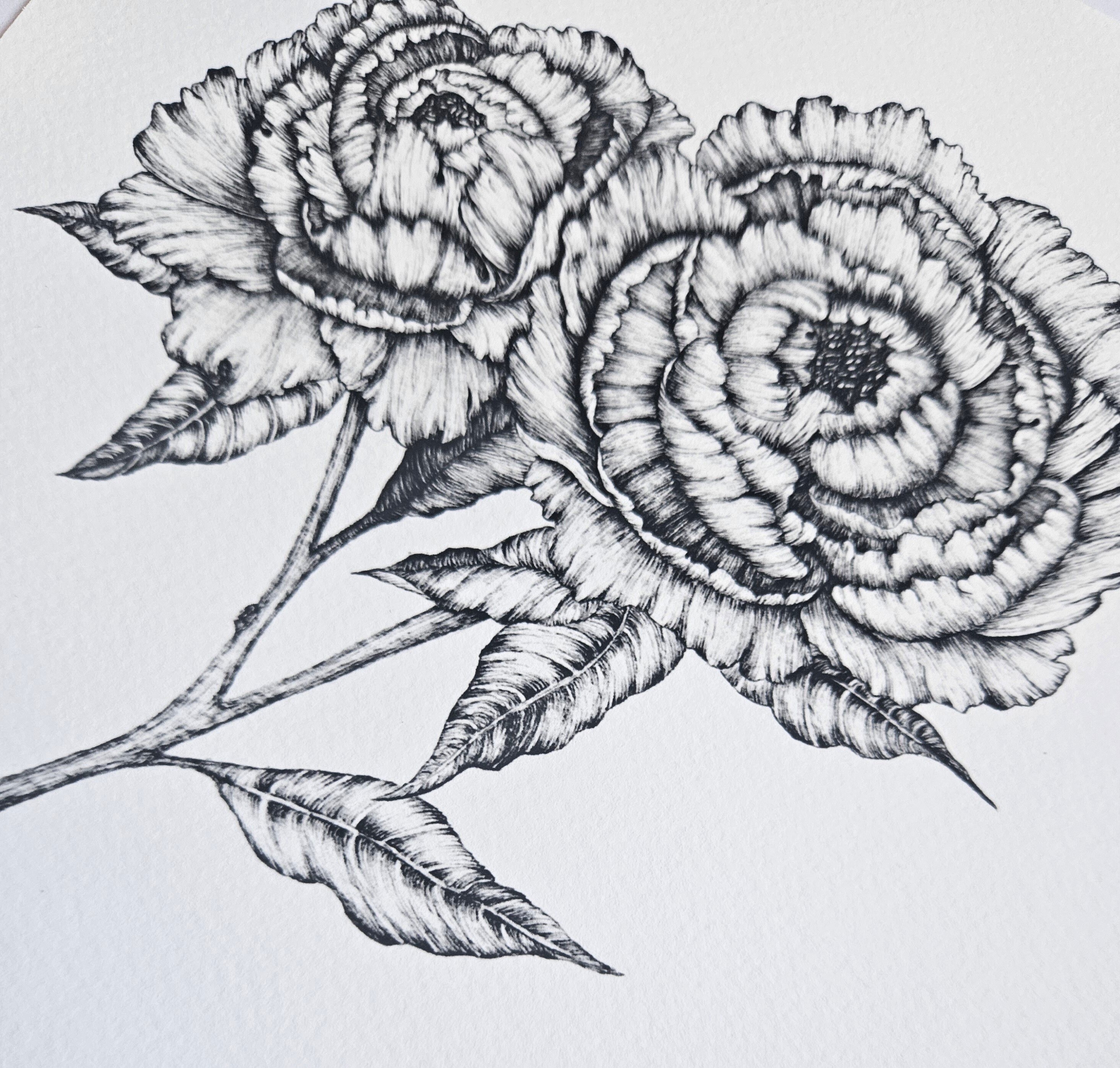 Original Peonies Ink Drawing Print - Etsy
