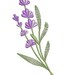 Lavender Machine Embroidery Design – Instant Download - Etsy