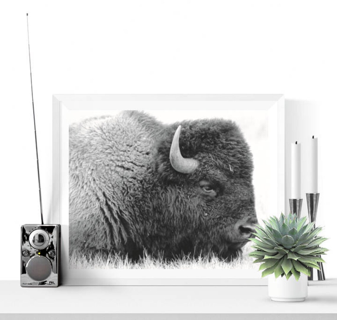 Buffalo Print Buffalo Photograph Printable Black and White | Etsy
