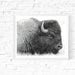 Buffalo Print Buffalo Photograph Printable Black and White - Etsy