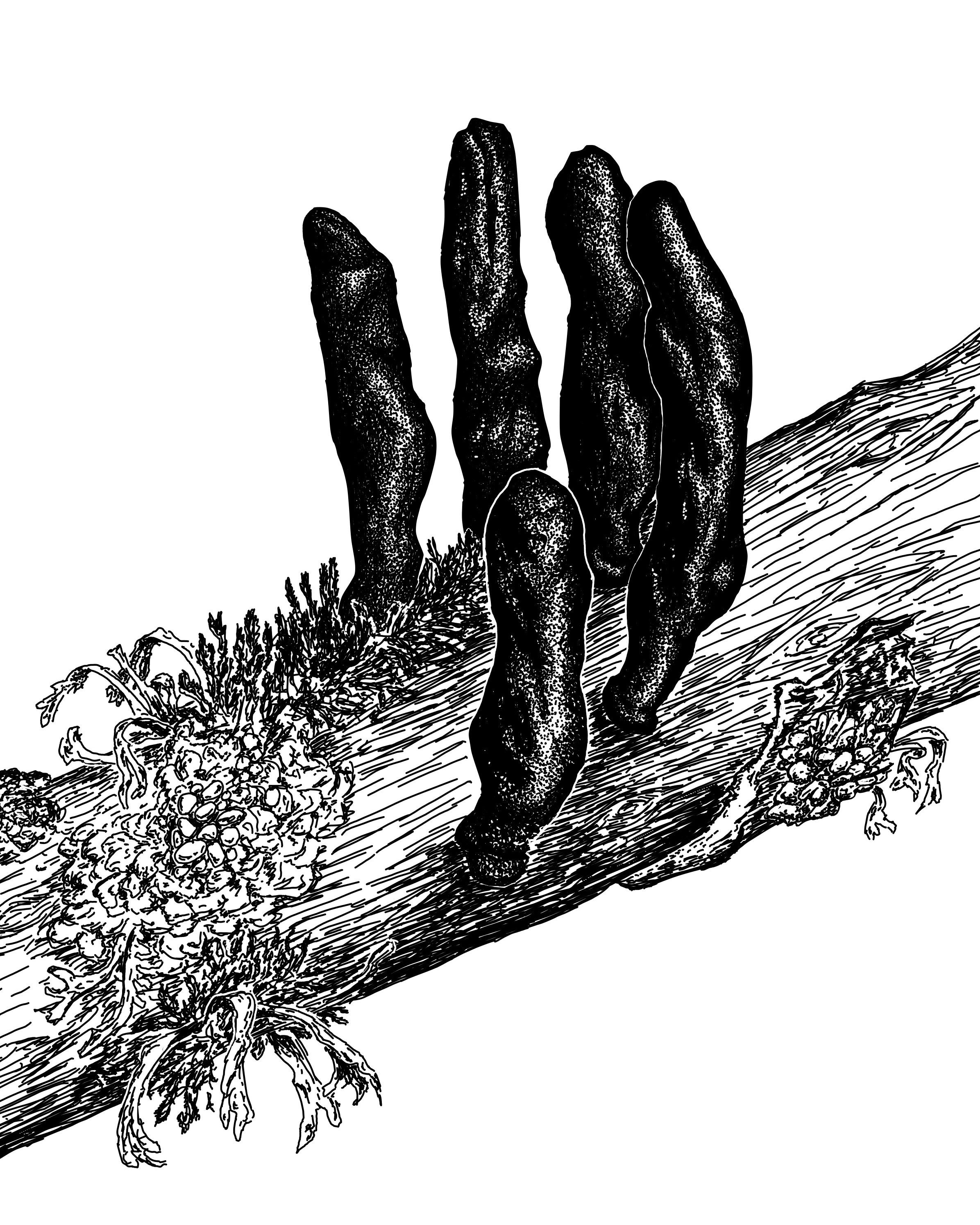 Dead Man's Fingers - Etsy