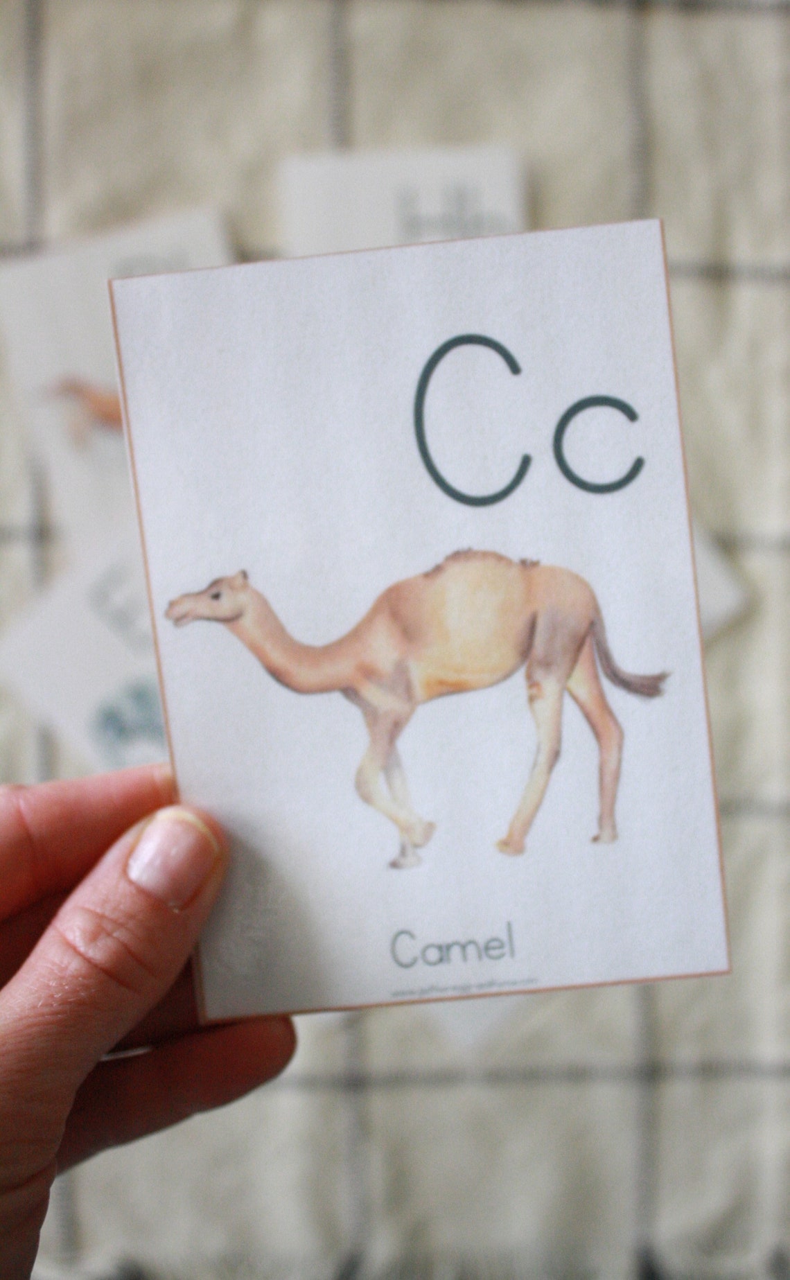 Zoo Alphabet Flashcards - Etsy