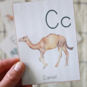Zoo Alphabet Flashcards - Etsy