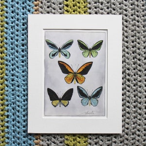 Birdwing Butterflies, Butterflies, Butterfly, Birdwing, Entomology ...
