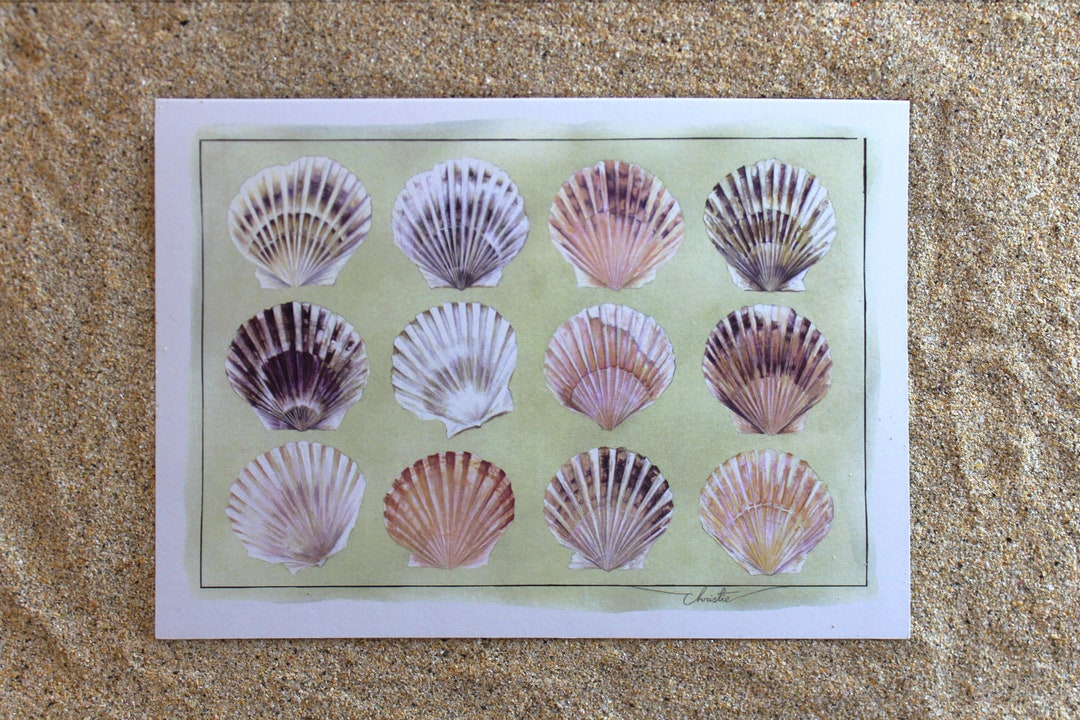Bay Scallop Shells, Shells, A5, White Recycled, Greeting Card, Birthday ...
