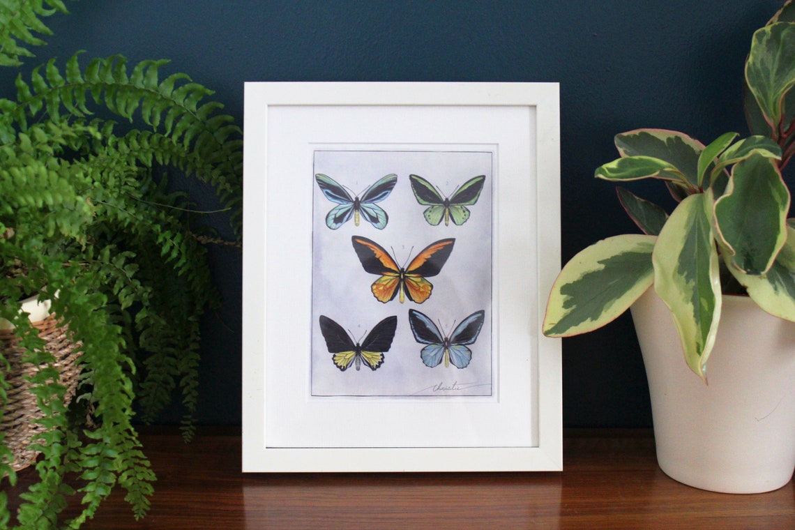 Birdwing Butterflies, Butterflies, Butterfly, Birdwing, Entomology ...