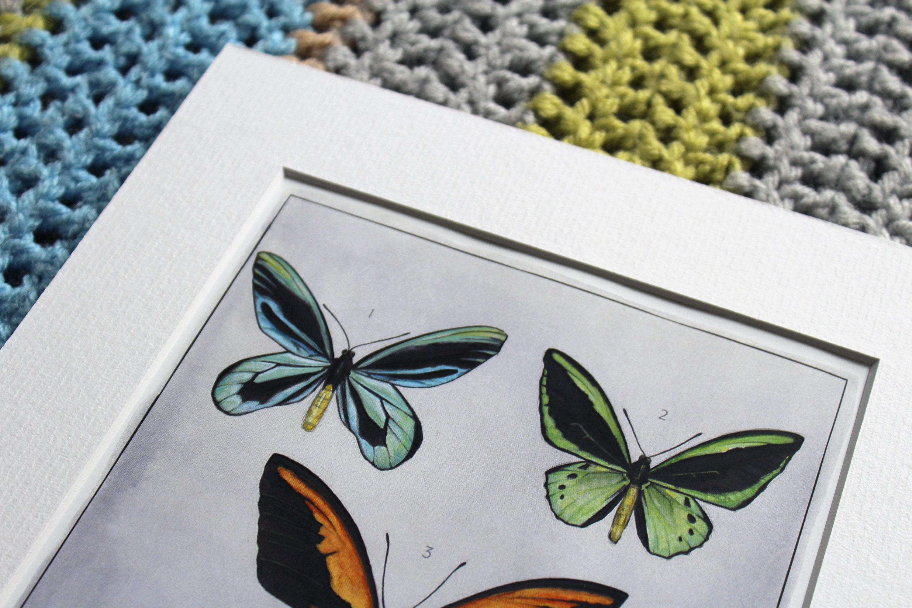 Birdwing Butterflies, Butterflies, Butterfly, Birdwing, Entomology ...