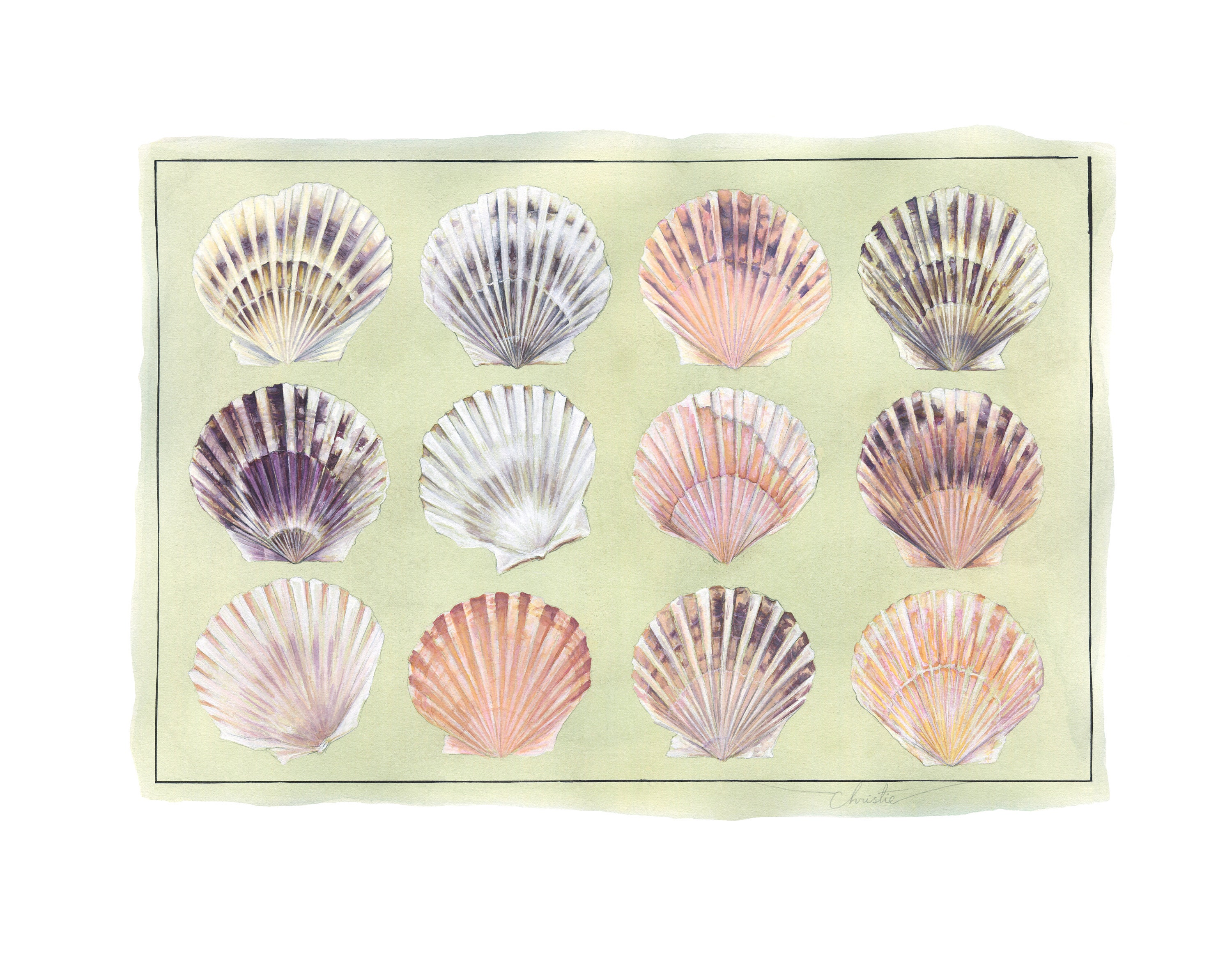 Bay Scallop Shells, Shells, A5, White Recycled, Greeting Card, Birthday ...
