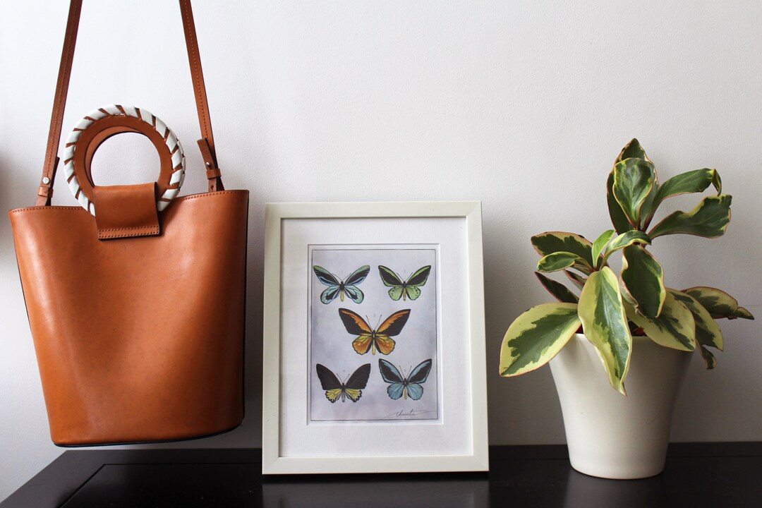 Birdwing Butterflies, Butterflies, Butterfly, Birdwing, Entomology ...