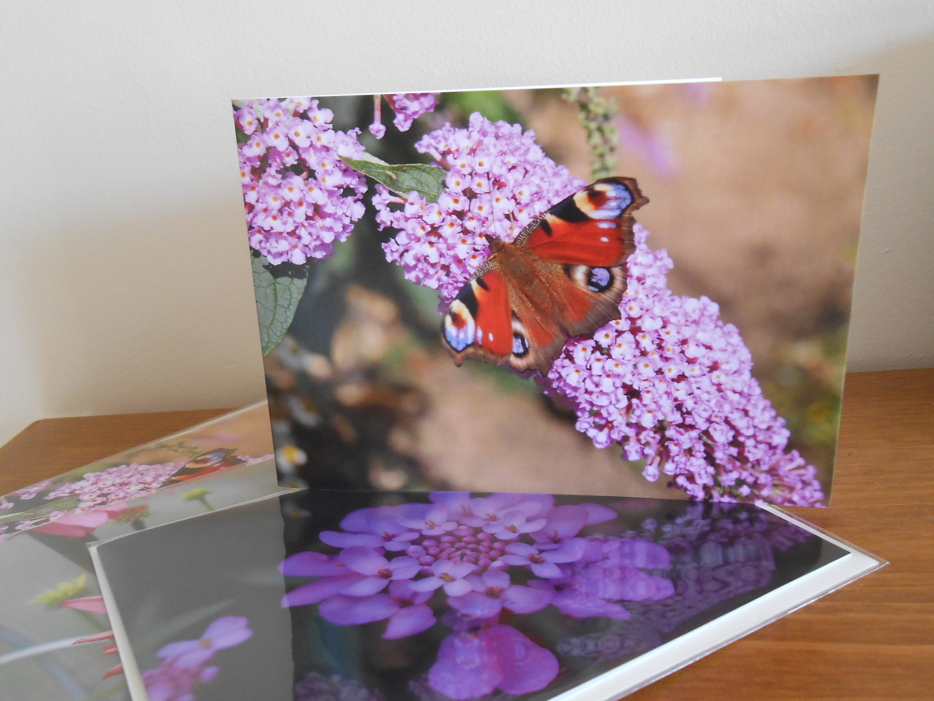 Photo Greetings Card Butterfly And Flower Greeting Card Butterfly