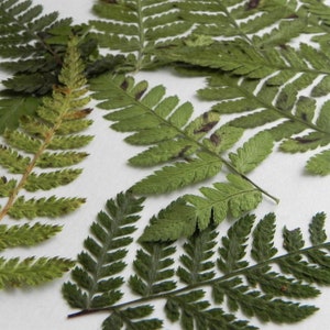 Pressed Fern Leaves, Dried Botanicals 25pcs. - Etsy