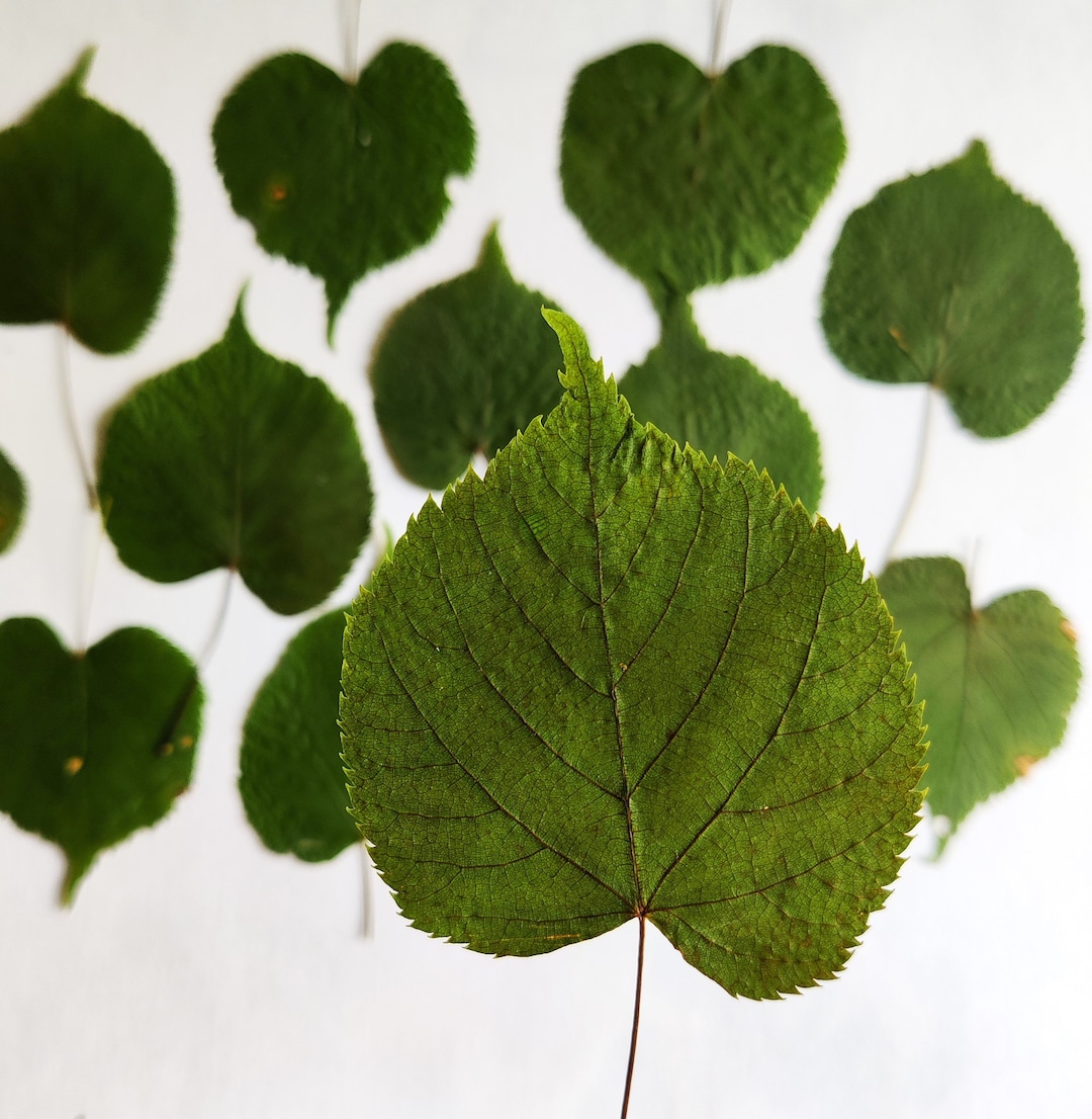 Real Pressed Linden Leaf 25 Psc Spring Green Leaves Wedding Decor - Etsy