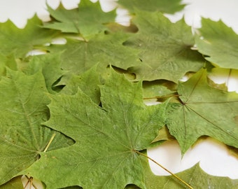 Real Maple Leaf - Etsy