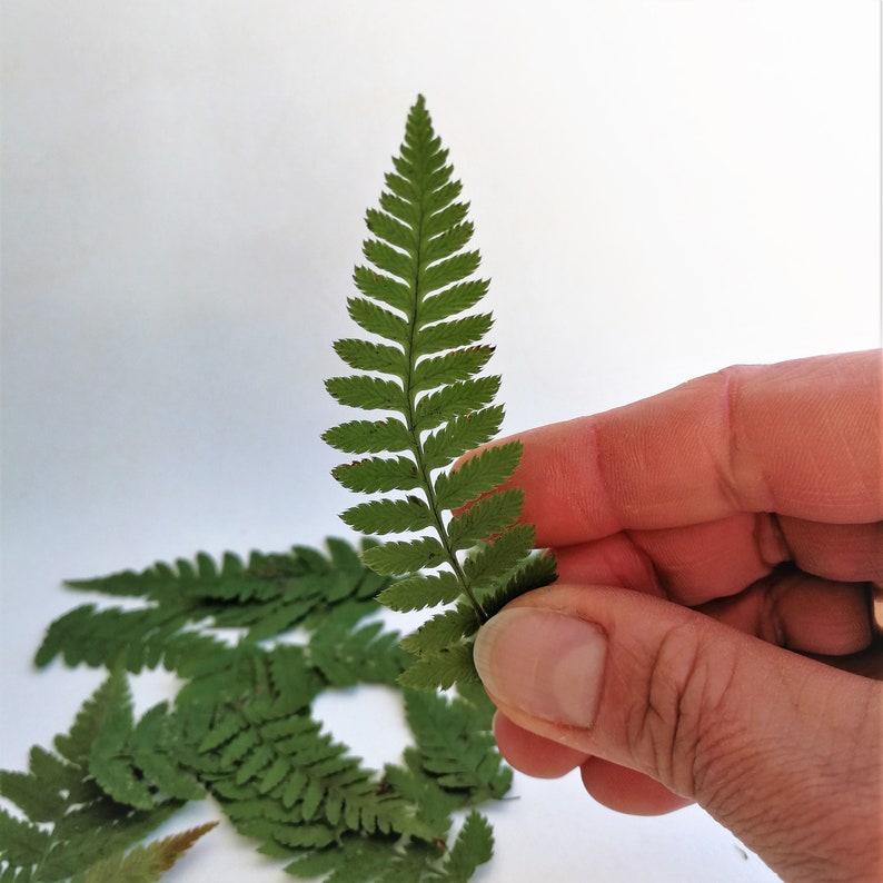 Pressed Fern Leaves, Dried Botanicals 25pcs. - Etsy