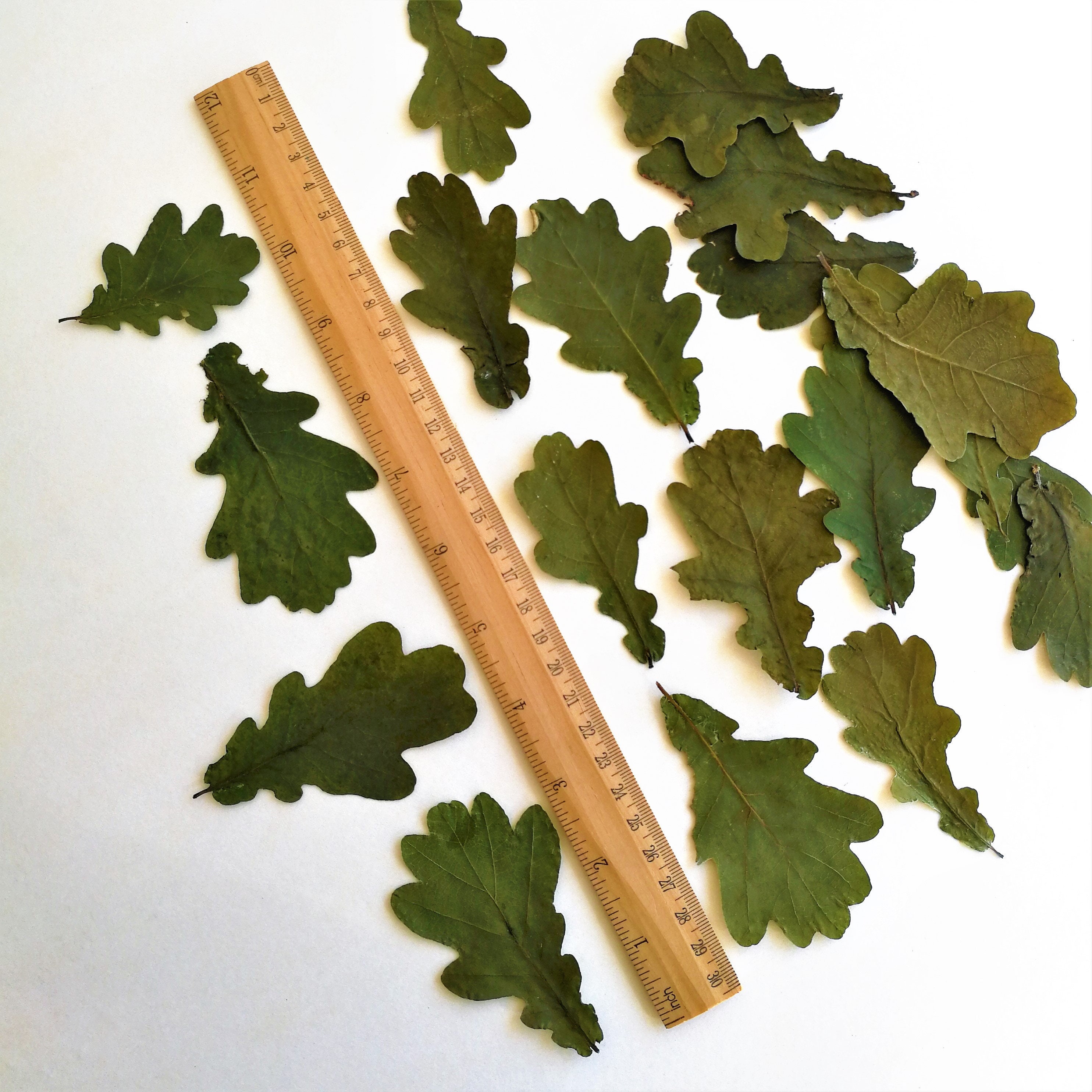 Real Dried Oak Leaves, Natural Pressed Small Leaf Decor, 20 Pcs - Etsy