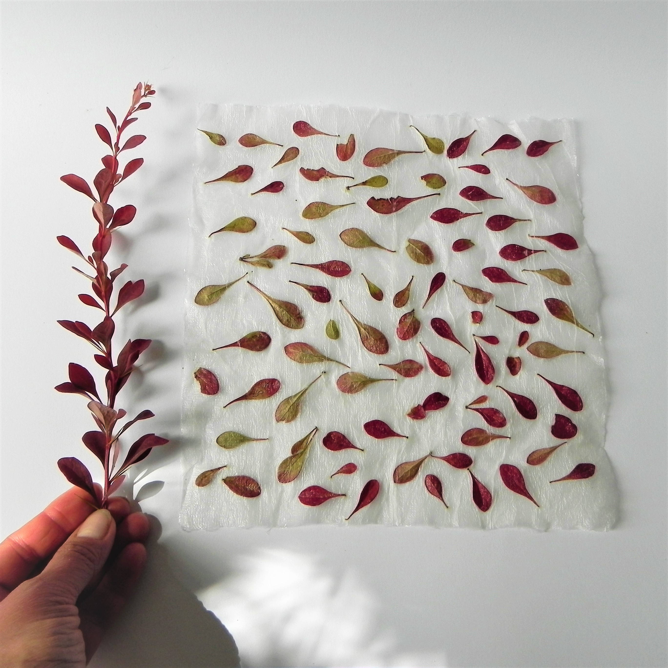 Handmade Nature Paper, Leaf Texture Paper, Botanical Gift Wrap - Etsy