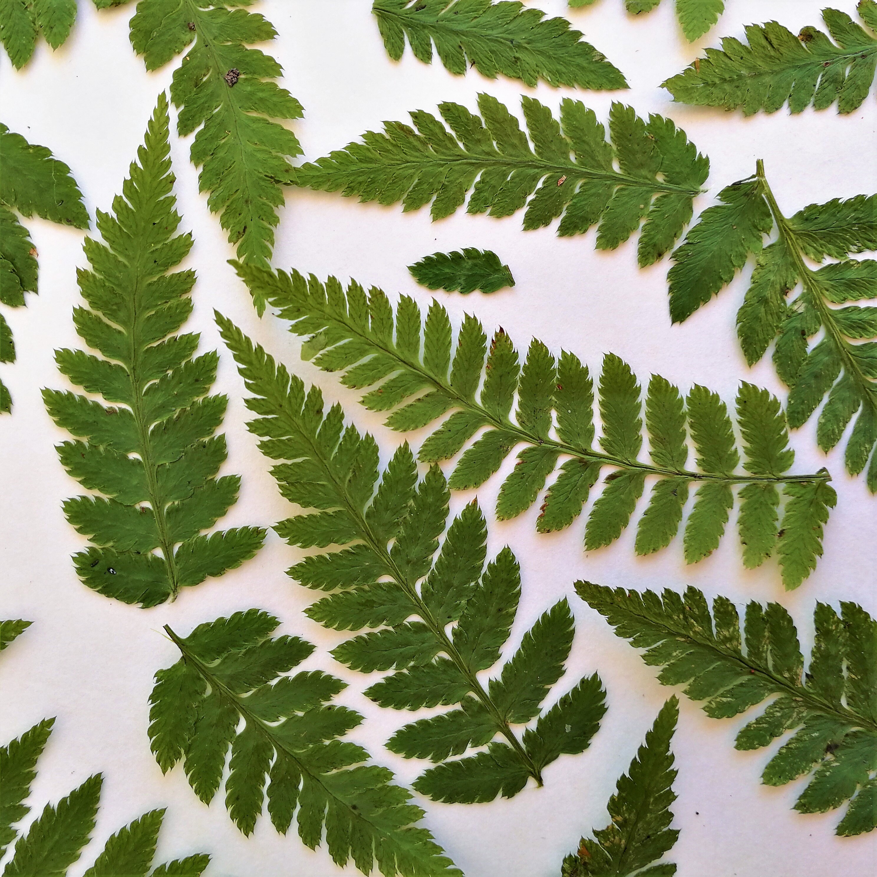 Pressed Fern Leaves, Dried Botanicals 25pcs. - Etsy