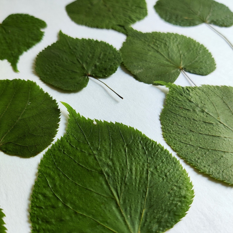Real Pressed Linden Leaf 25 Psc Spring Green Leaves Wedding Decor - Etsy
