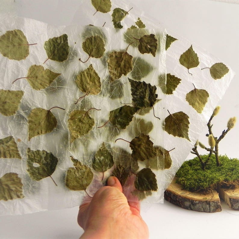 Handmade Birch Leaf Paper Sheet: Spring Green DIY Gift Wrap - Etsy