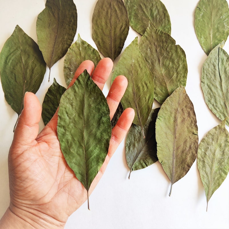 Preserved Leaves - Etsy