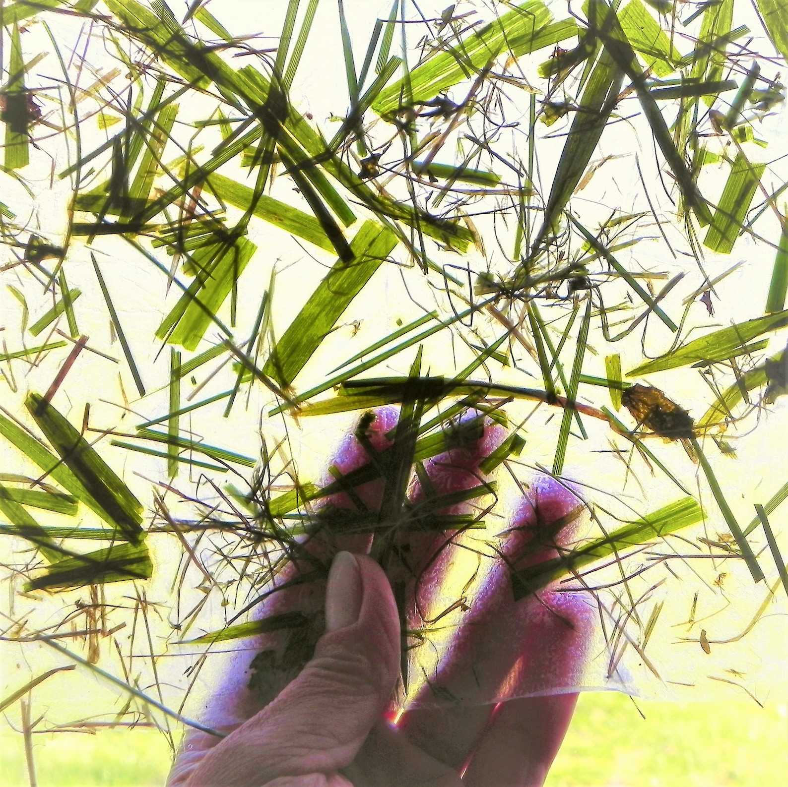 Decorative Paper With Real Grass, Homemade Art Craft Journal Paper ...