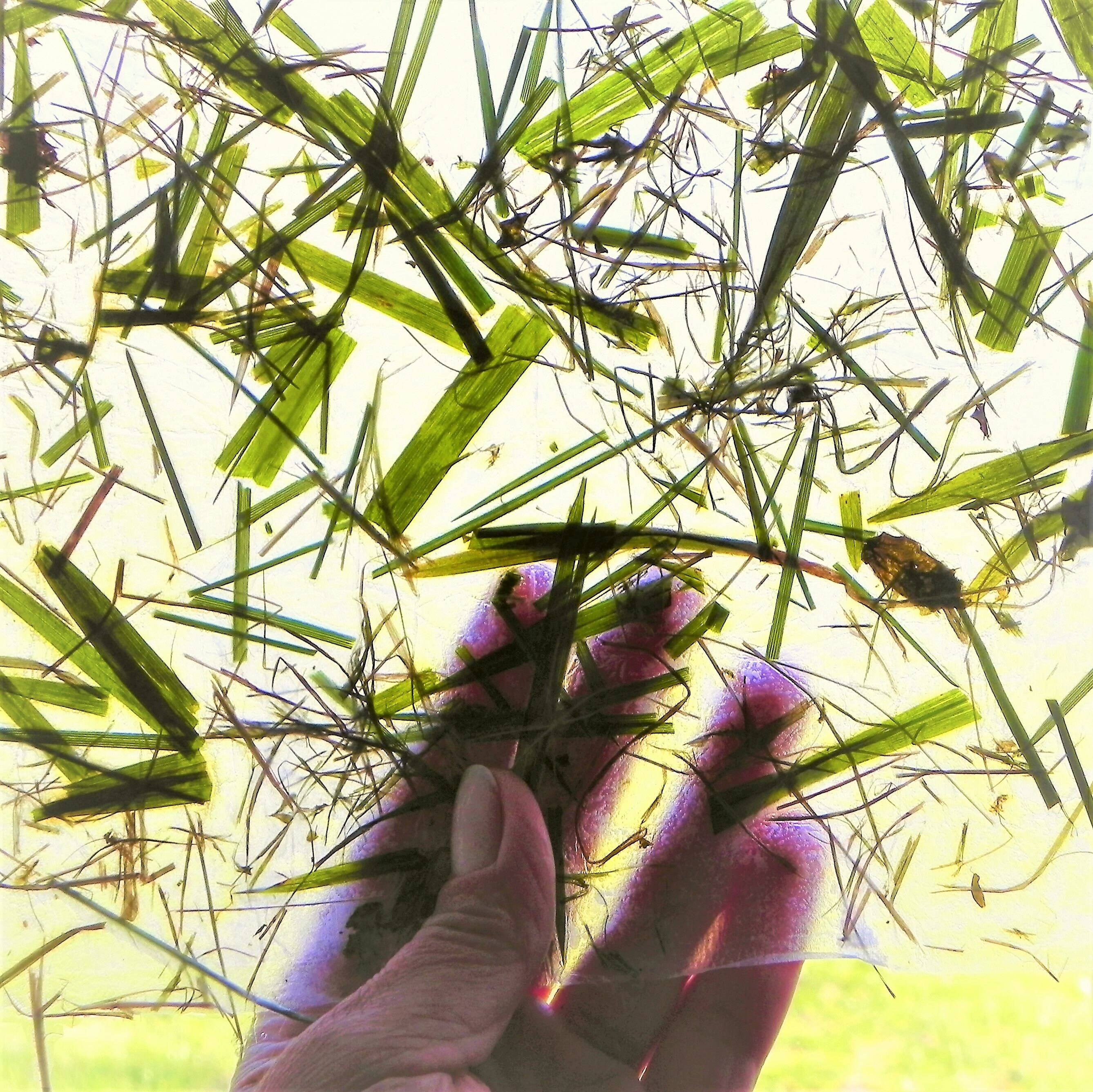 Decorative Paper With Real Grass, Homemade Art Craft Journal Paper ...