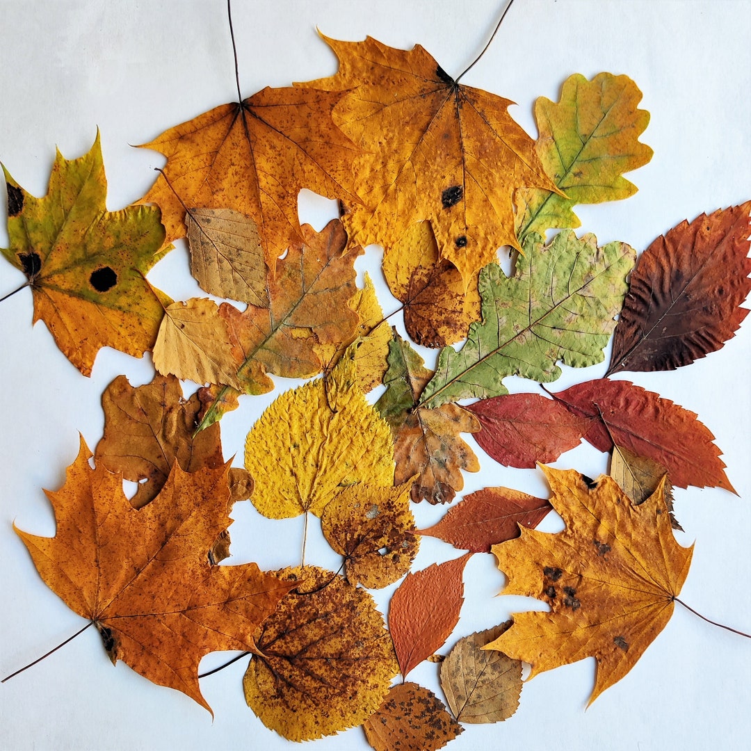 Assorted Fall Leaves 25 Counts, Dried Pressed Leaf for Autumn Craft ...