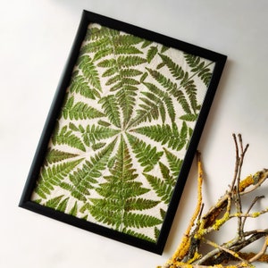 Pressed Fern Framed Wall Art Decor Nature Lover Gift - Etsy