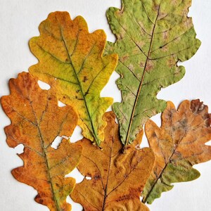 100 Fall Assorted Leaves - Etsy