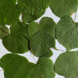 Real Pressed Linden Leaf 25 Psc Spring Green Leaves Wedding Decor - Etsy