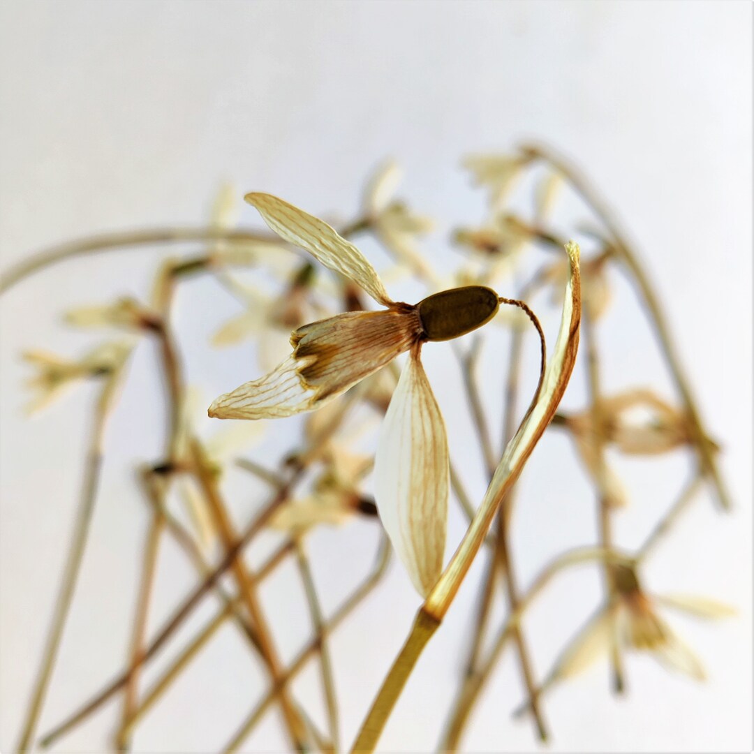 Snowdrops Dried Pressed Flowers 15pcs Spring Wedding Botanical Crafts ...