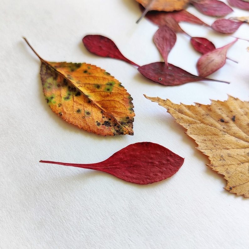 Pressed Autumn Leaf 50psc Dried Natural Colorful Fall Decor - Etsy