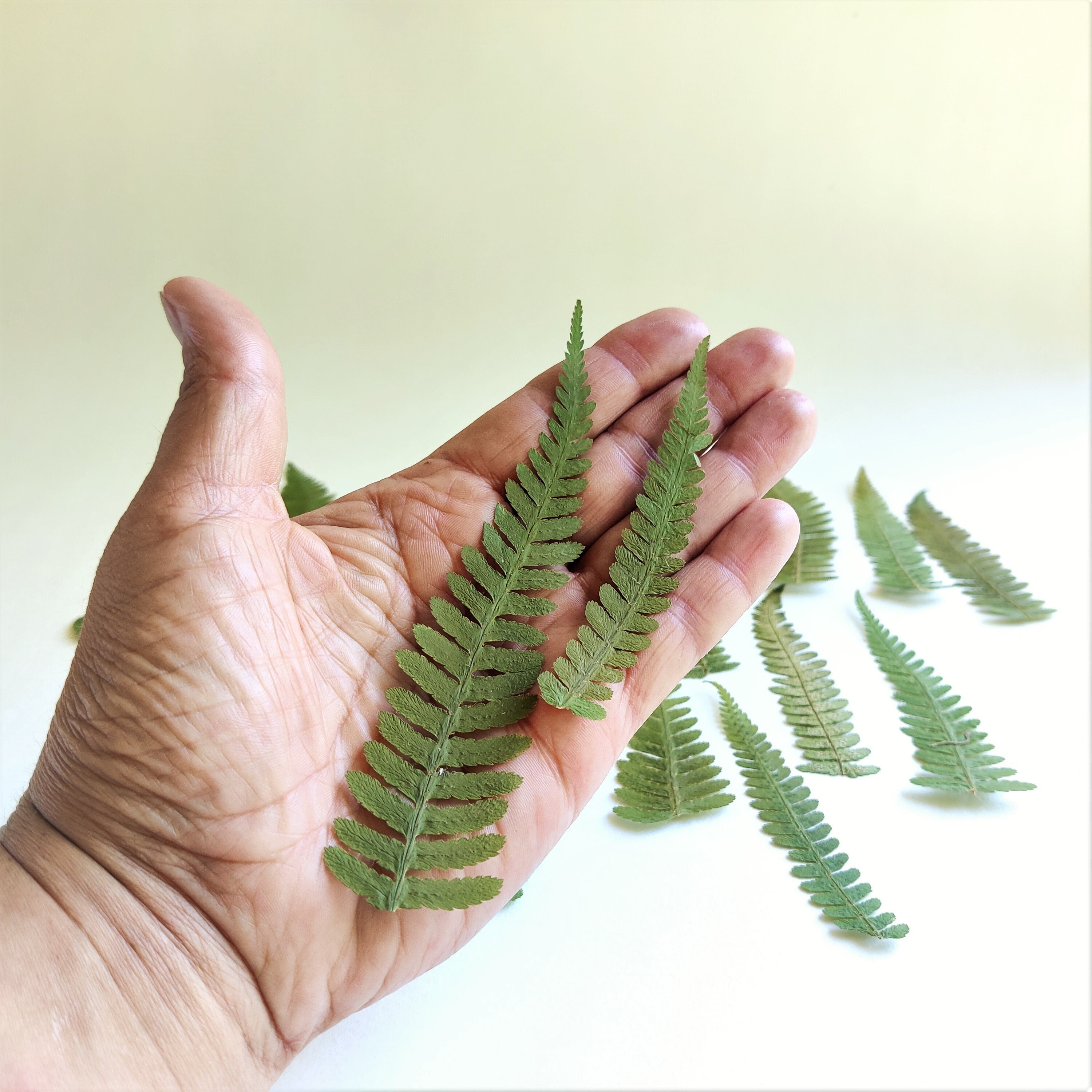 Real dried pressed fern feather green leaf 30pcs | Etsy