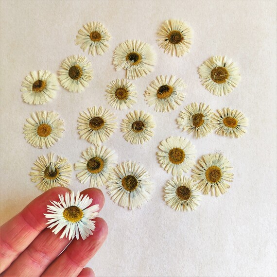 Daisy 20psc Pressed Dried Mini Flowers - Etsy