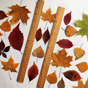 100 Fall Assorted Leaves - Etsy