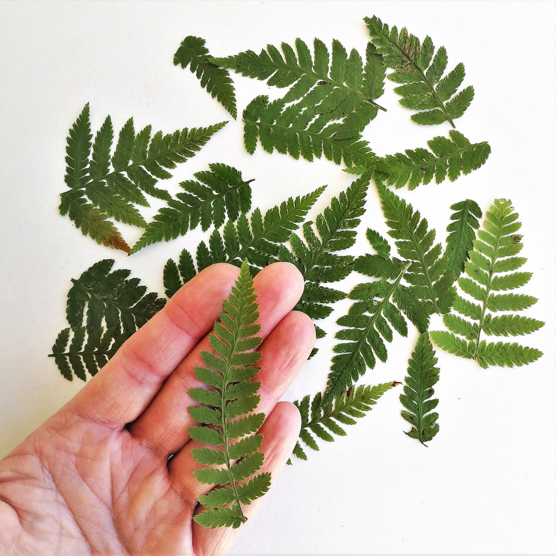 Pressed Fern Leaves, Dried Botanicals 25pcs. - Etsy