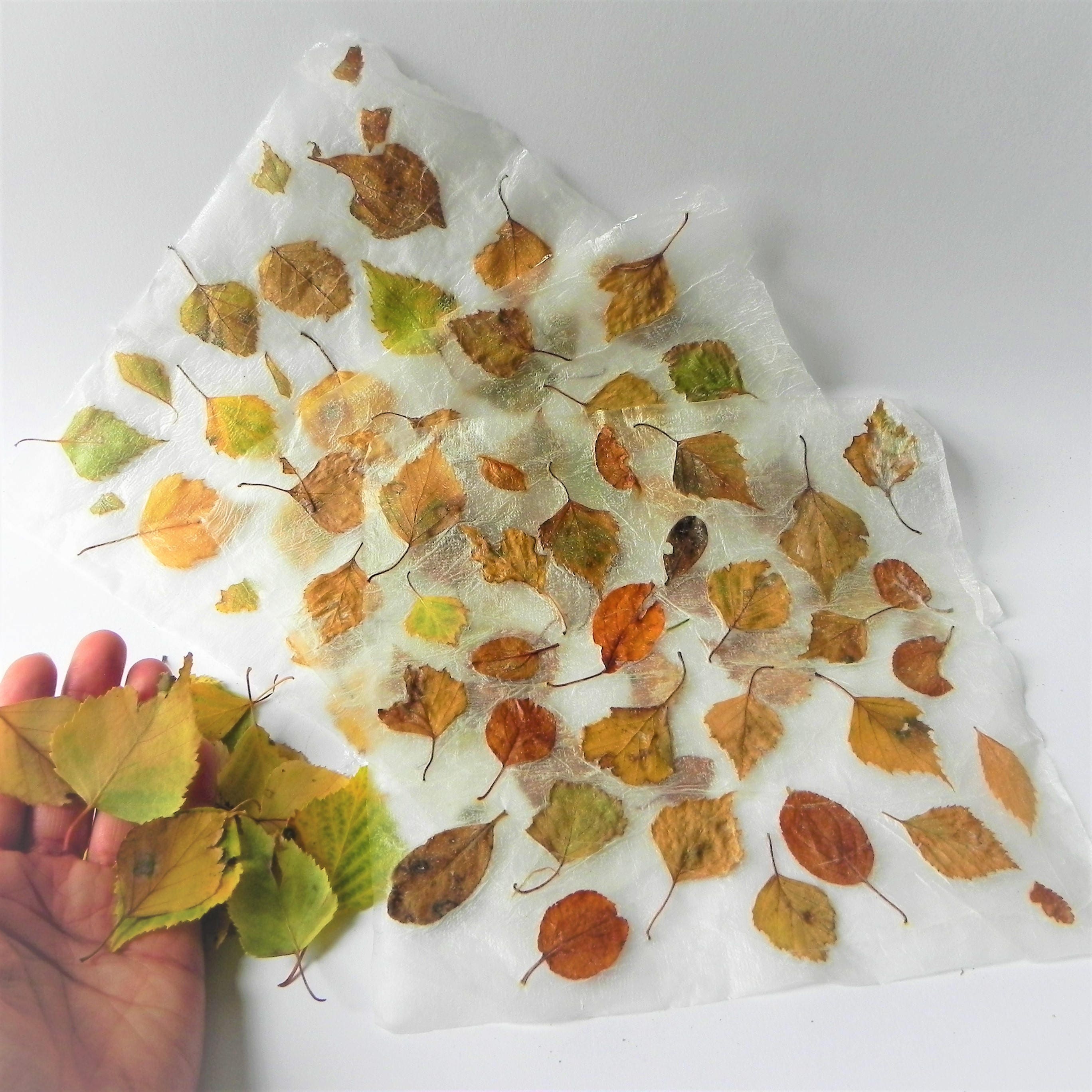 Autumn Decor Craft Home Made Paper Sheets With Dry Fall Birch Leaf - Etsy